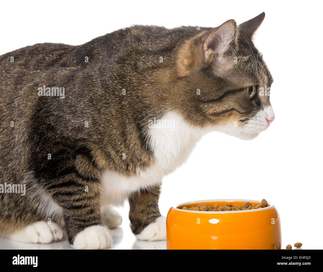 Gray striped cat eats dry food Stock Photo - Alamy