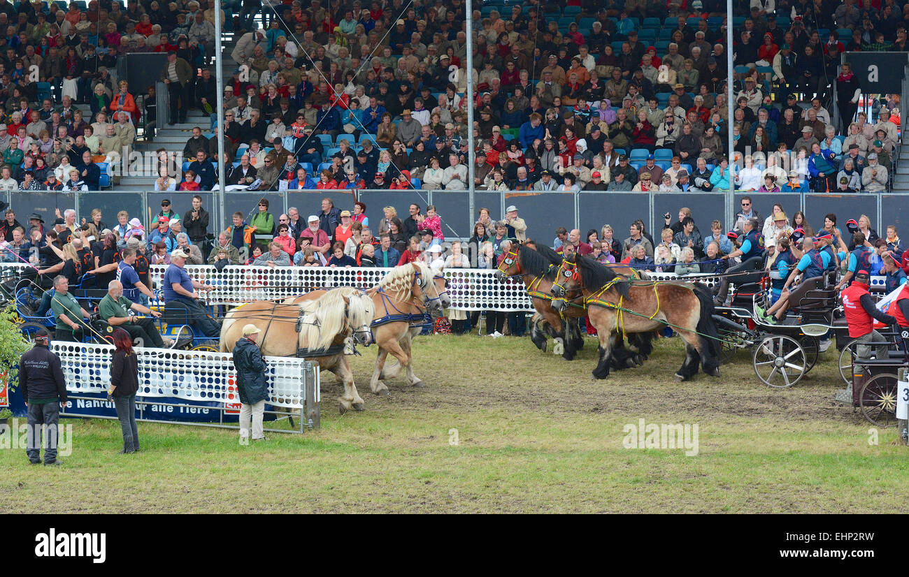 Draft Horse Racing in Germany Stock Photo - Alamy