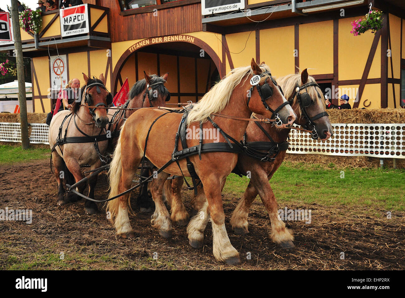 Draft Horse Racing in Germany Stock Photo - Alamy
