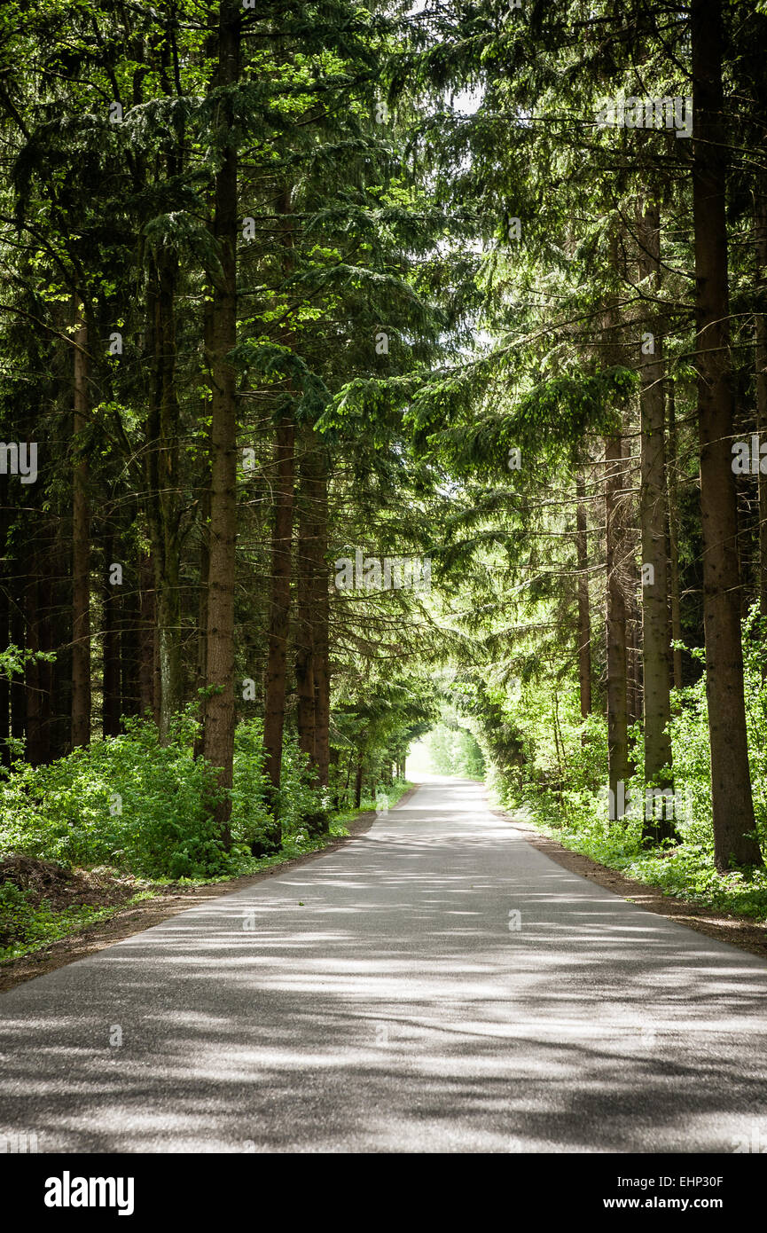 Road through a Forest Stock Photo - Alamy
