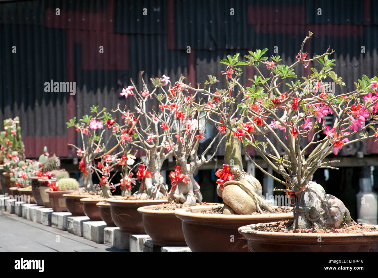 Bonsai trees decorated with pink ribbons for the Chinese New Year on ...