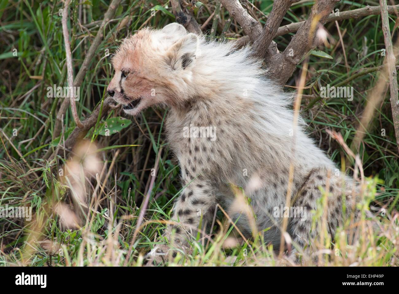 cheetah in the savanna of Africa Stock Photo - Alamy
