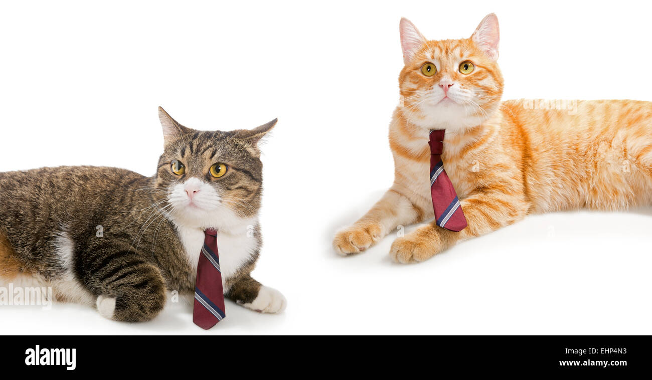 Two cats in ties, isolated on white background Stock Photo - Alamy