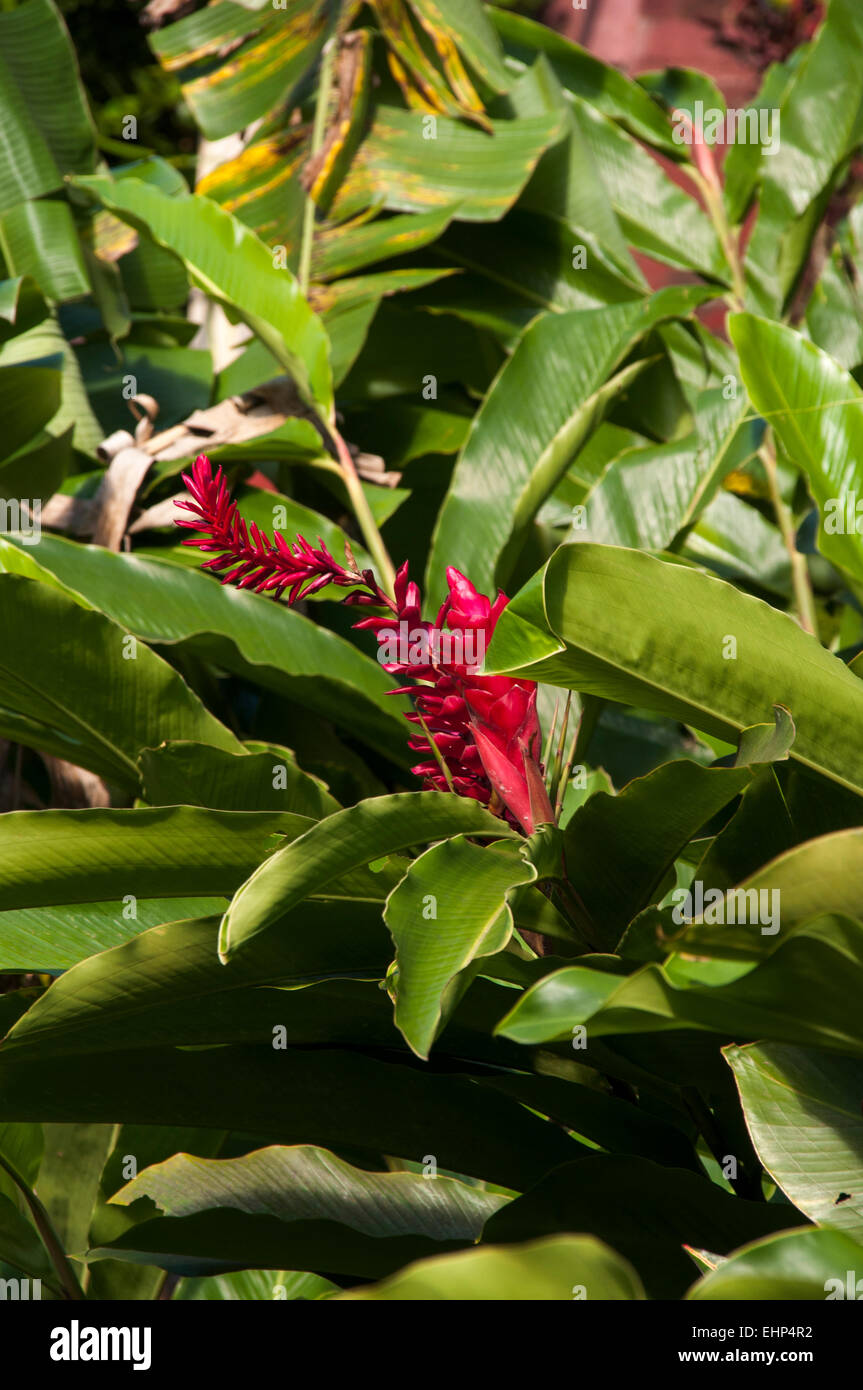 Tropical flowers grenada hi-res stock photography and images - Alamy