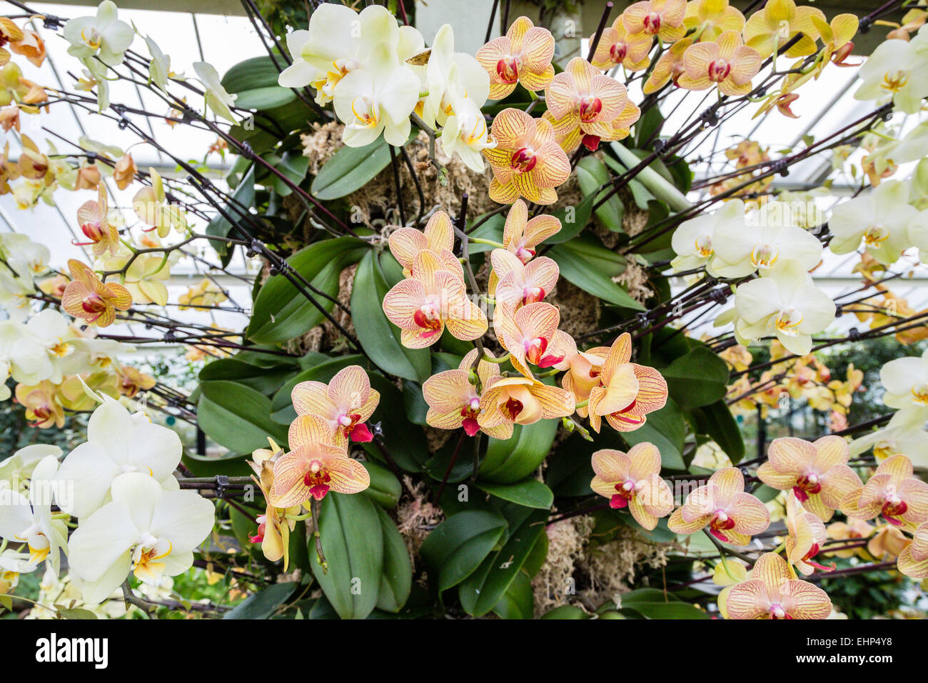 London, UK. 16th March, 2015. The Princess of Wales Conservatory at The ...