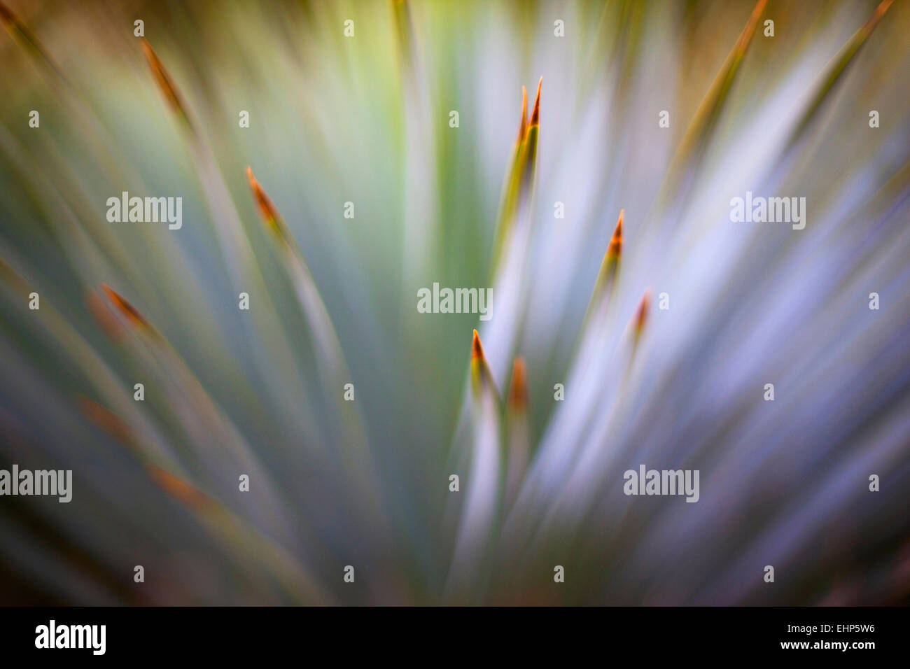 Background made of plant leaves in summer Stock Photo - Alamy