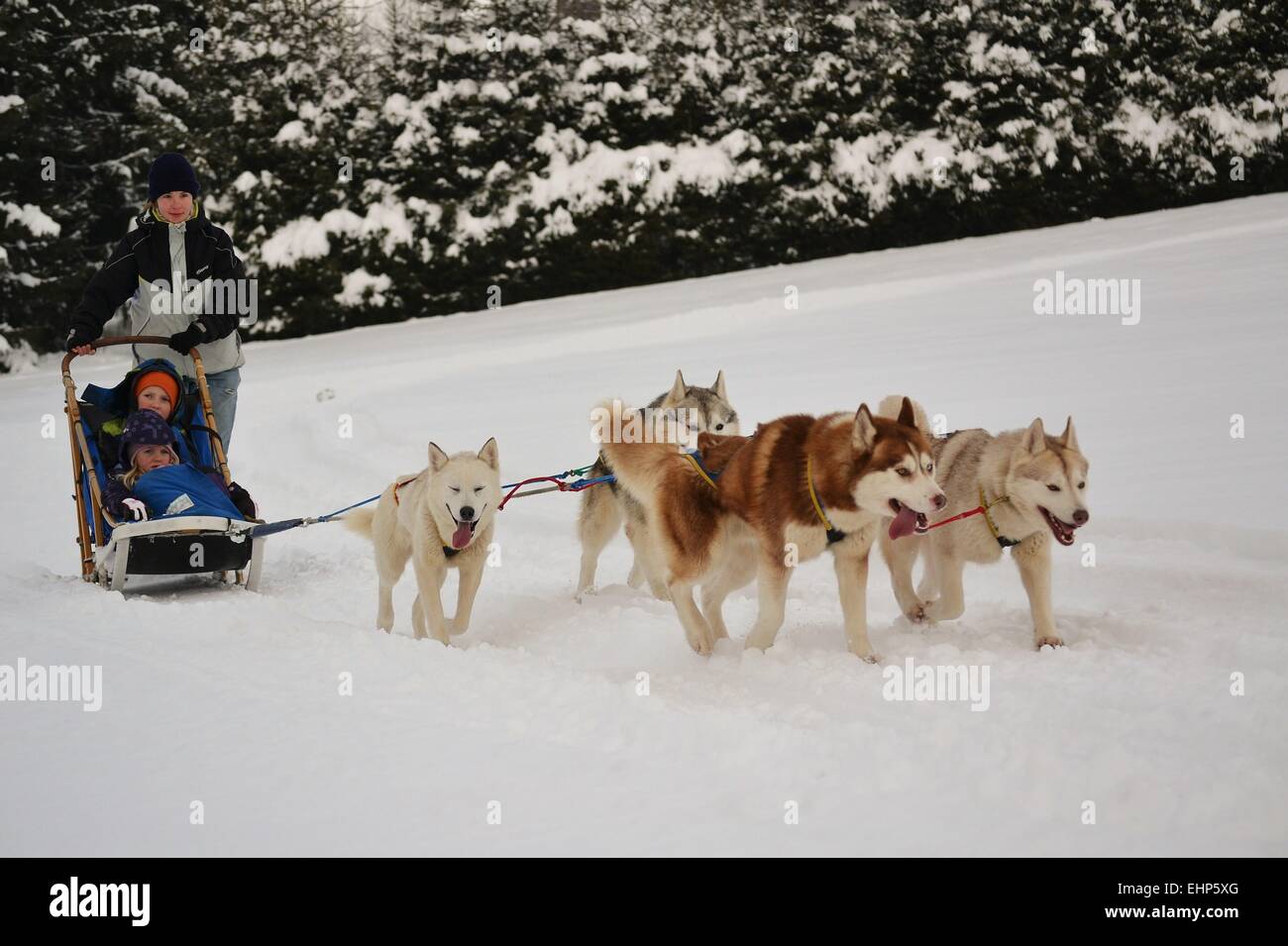 Young people drive dogsled Stock Photo - Alamy Young people drive dogsled Stock Photo - Alamy