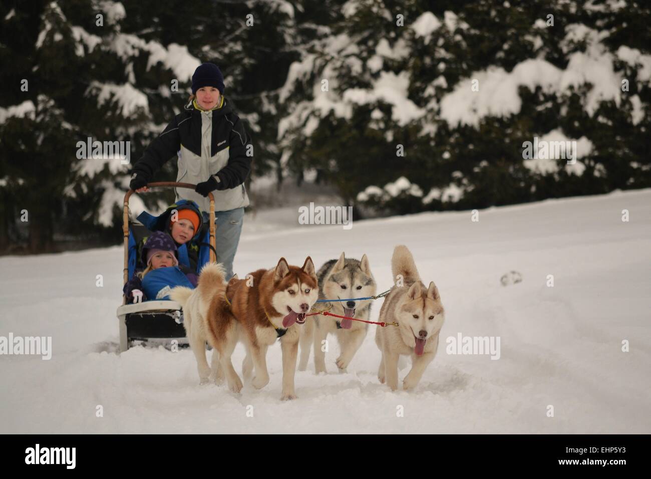Young people drive dogsled Stock Photo - Alamy Young people drive dogsled Stock Photo - Alamy