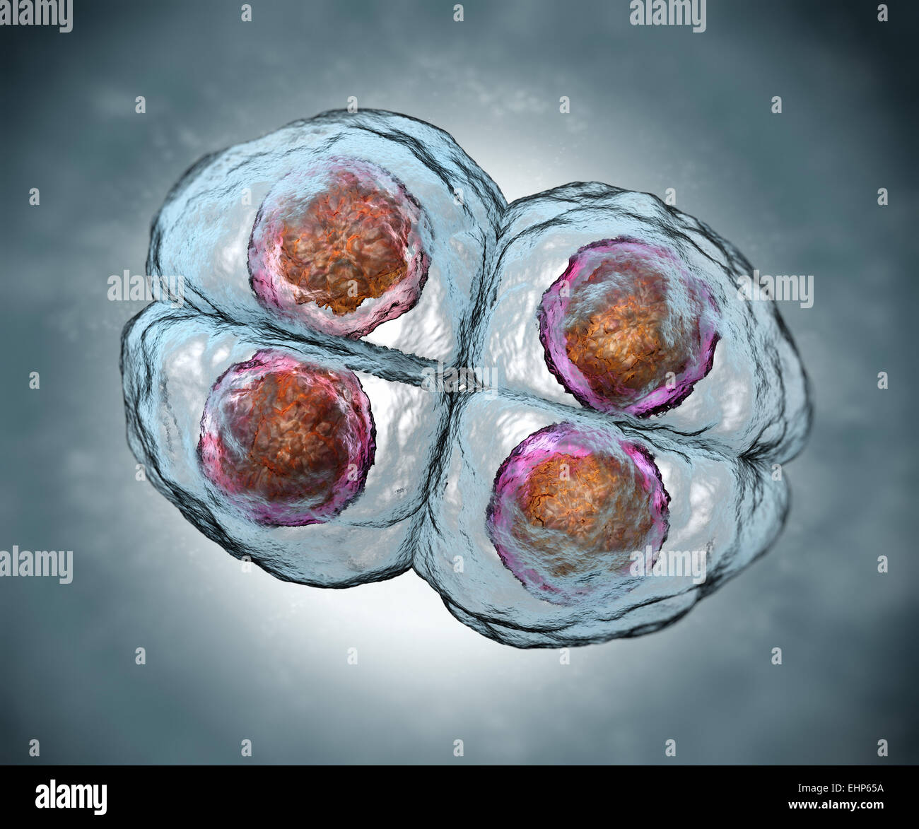 Mitosis hi-res stock photography and images - Alamy