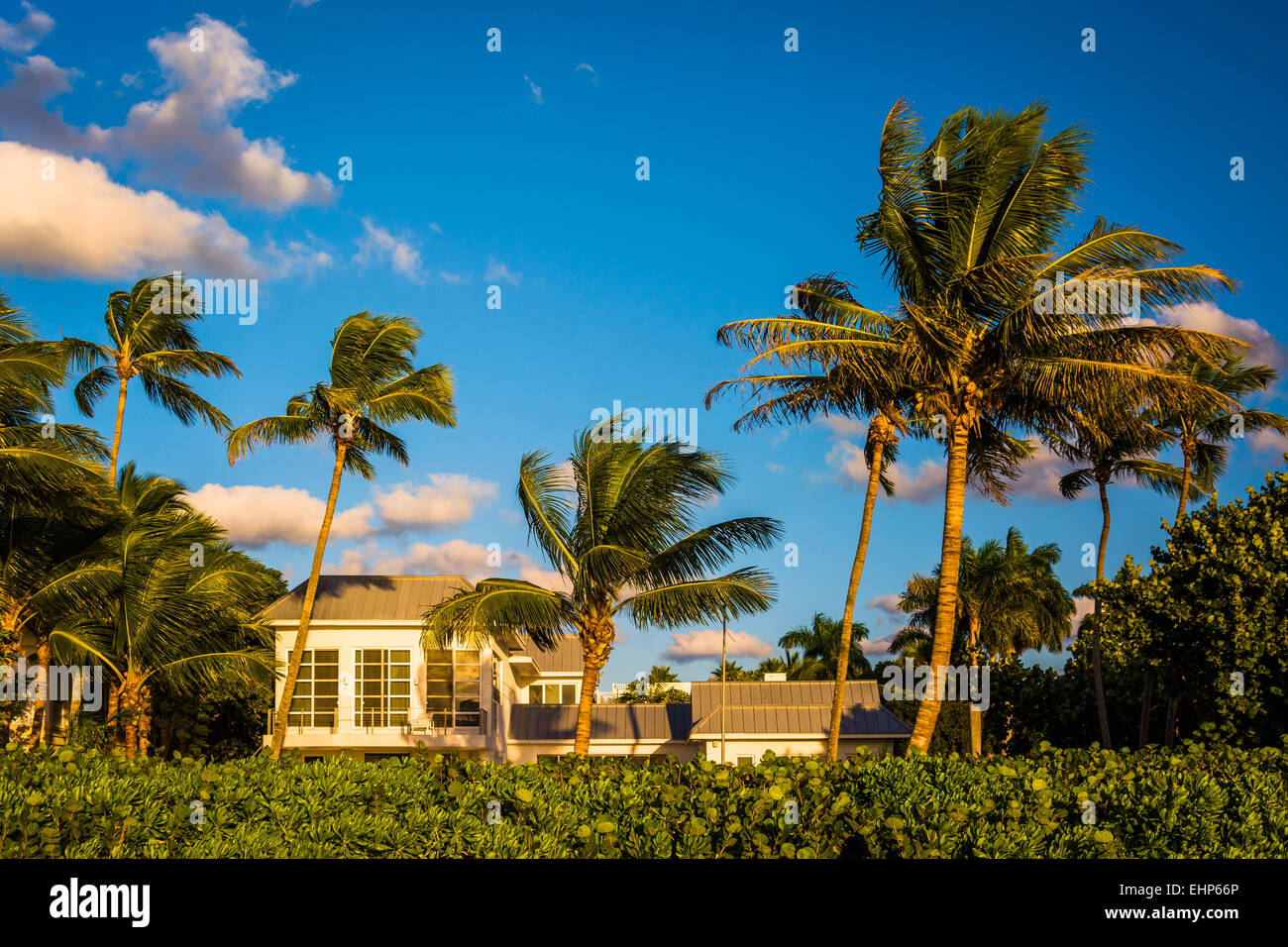 Beach house and palm trees in Naples, Florida Stock Photo - Alamy