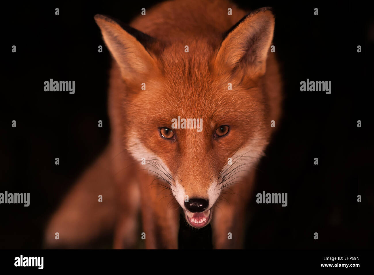 Red Fox Vulpes Vulpes Scotland High Resolution Stock Photography and ...
