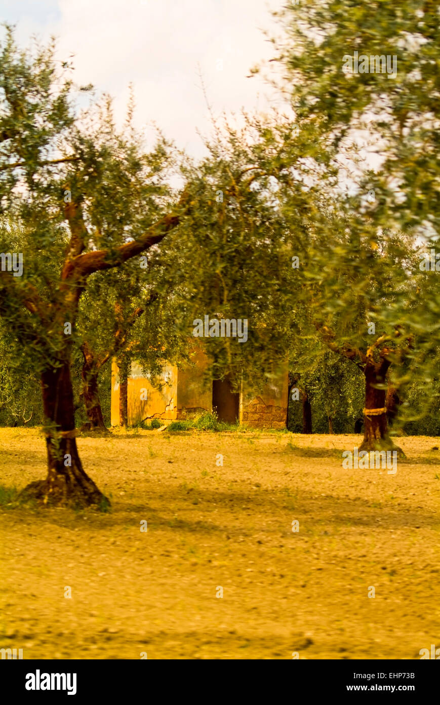 Olive tree landscape puglia italy hi-res stock photography and images ...