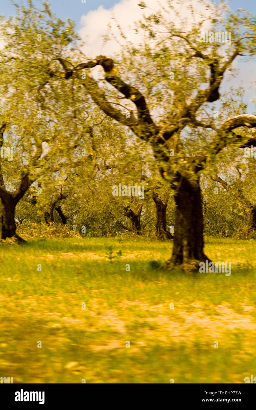 Olive tree landscape puglia italy hi-res stock photography and images ...