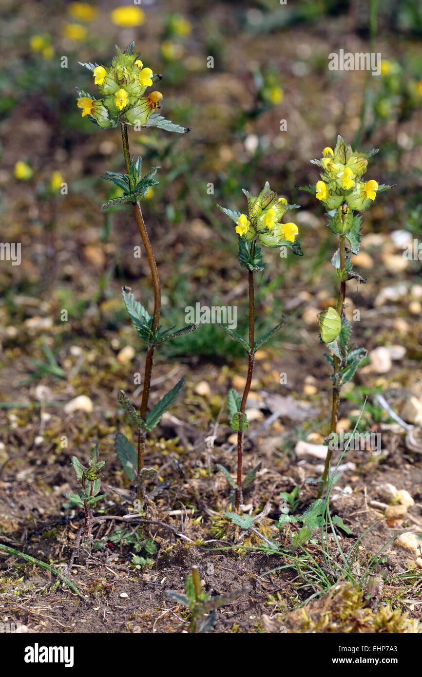Yellow Rattle, Cockscomb, Rhinanthus minor Stock Photo - Alamy