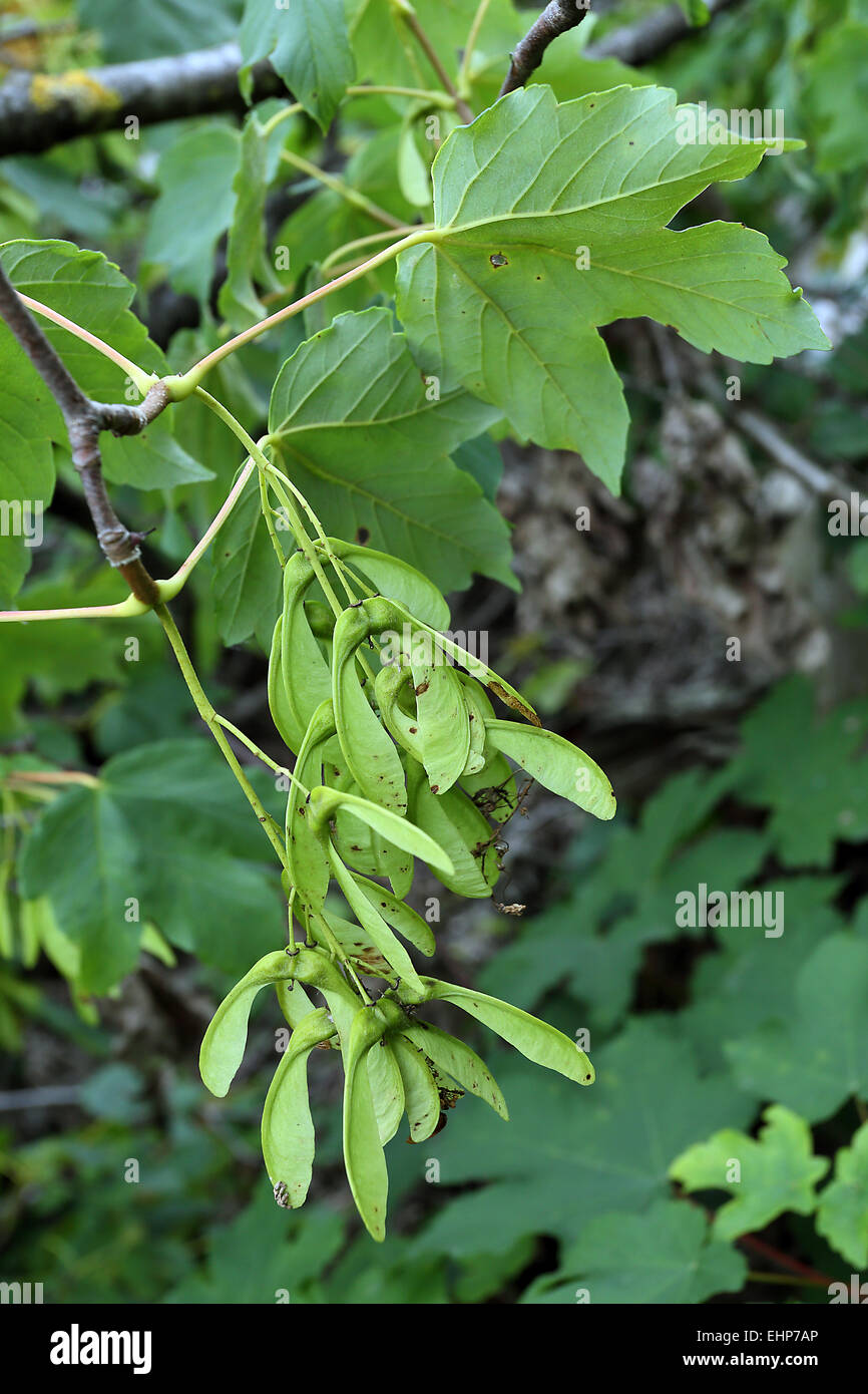 Acer pseudoplatanus sycamore maple flowering hi-res stock photography ...