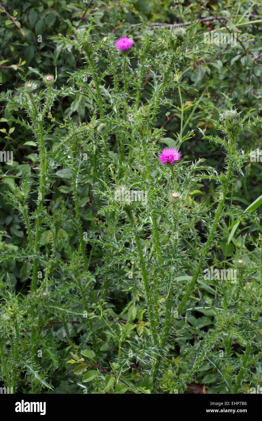 Carduus acanthoides, Spiny Plumeless Thistle Stock Photo - Alamy