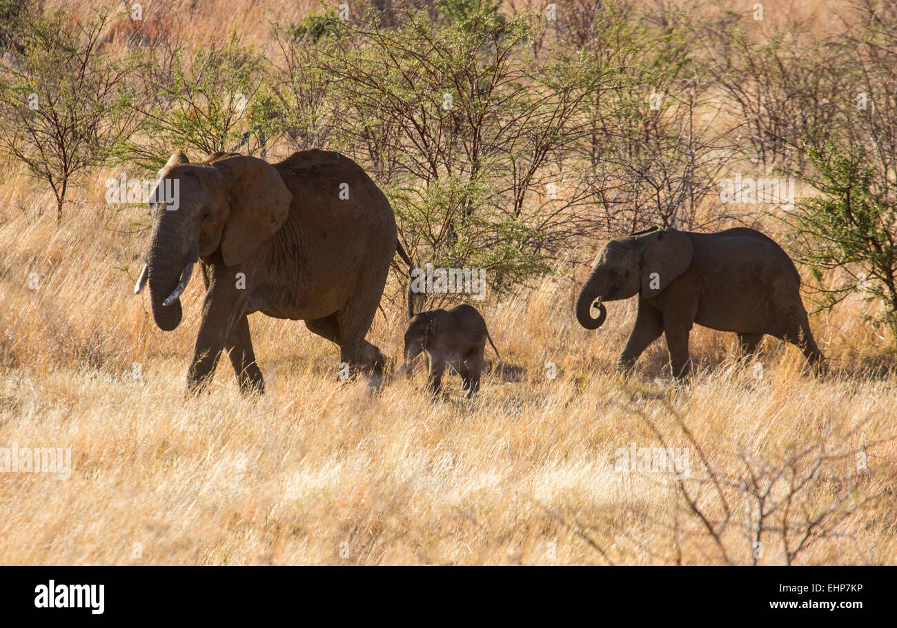 Baby elephant nursing hi-res stock photography and images - Alamy