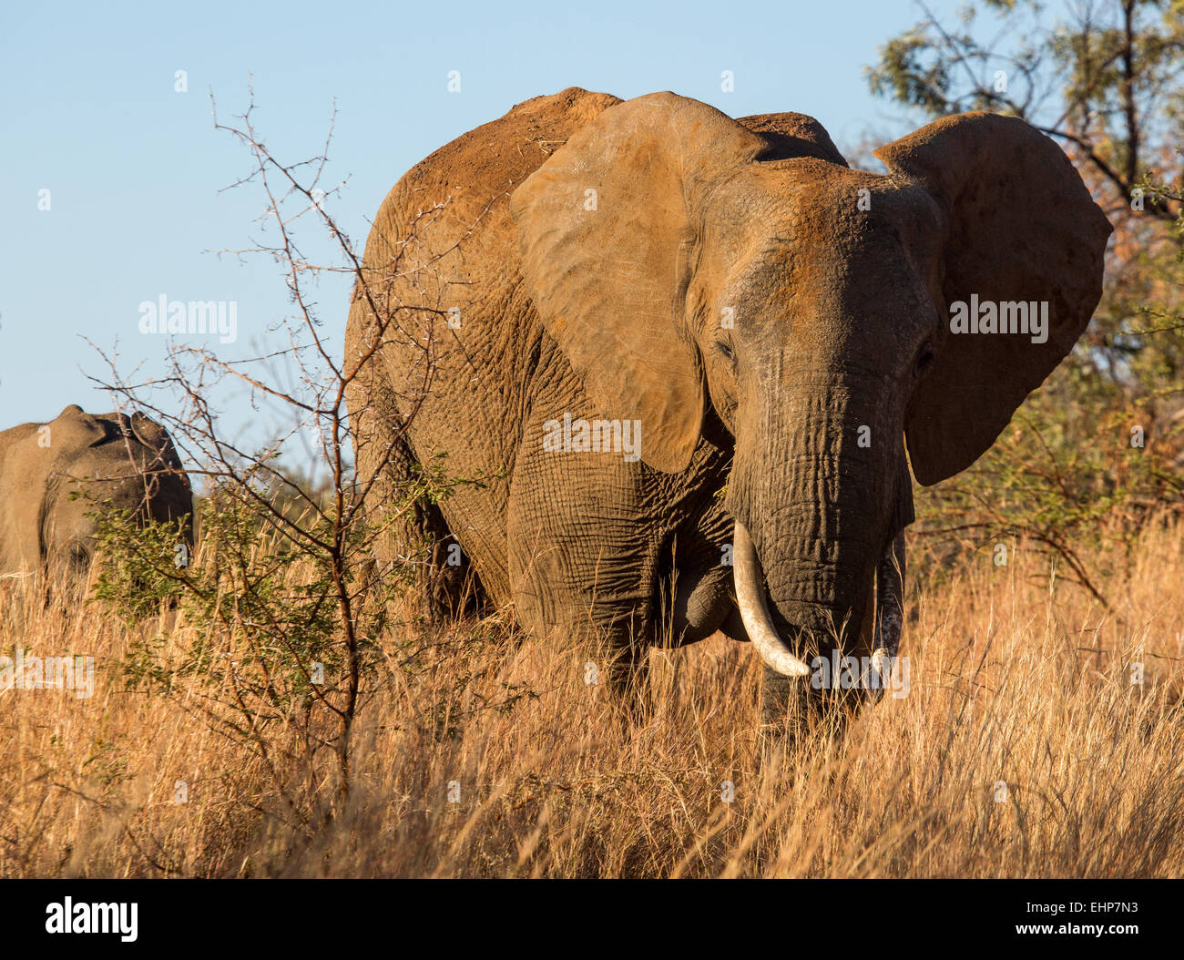 African bush elephant in profile hi-res stock photography and images ...