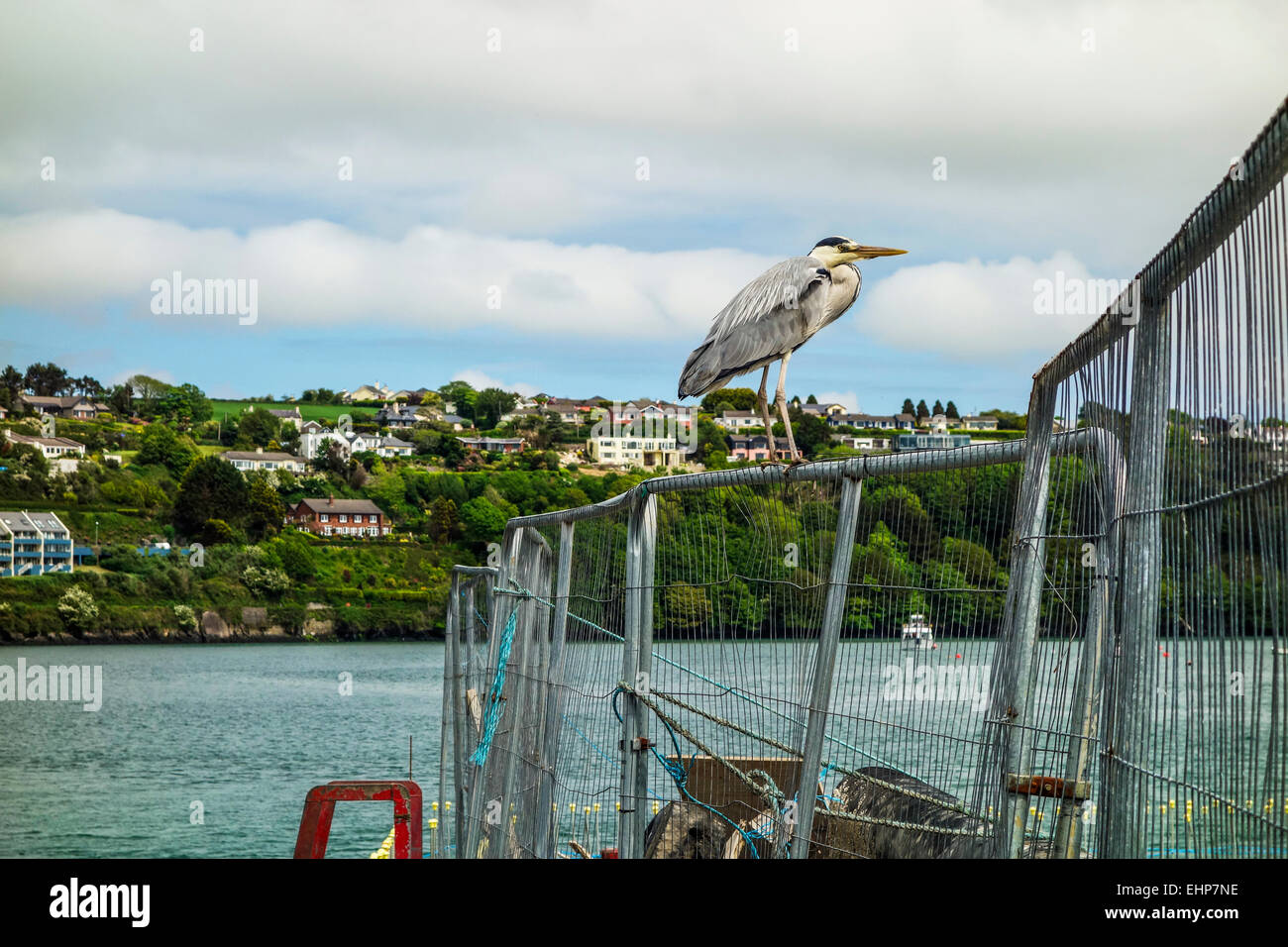 Grey heron ireland hi-res stock photography and images - Alamy