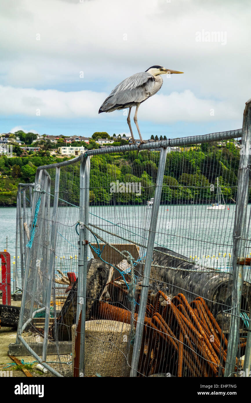Grey heron ireland hi-res stock photography and images - Alamy