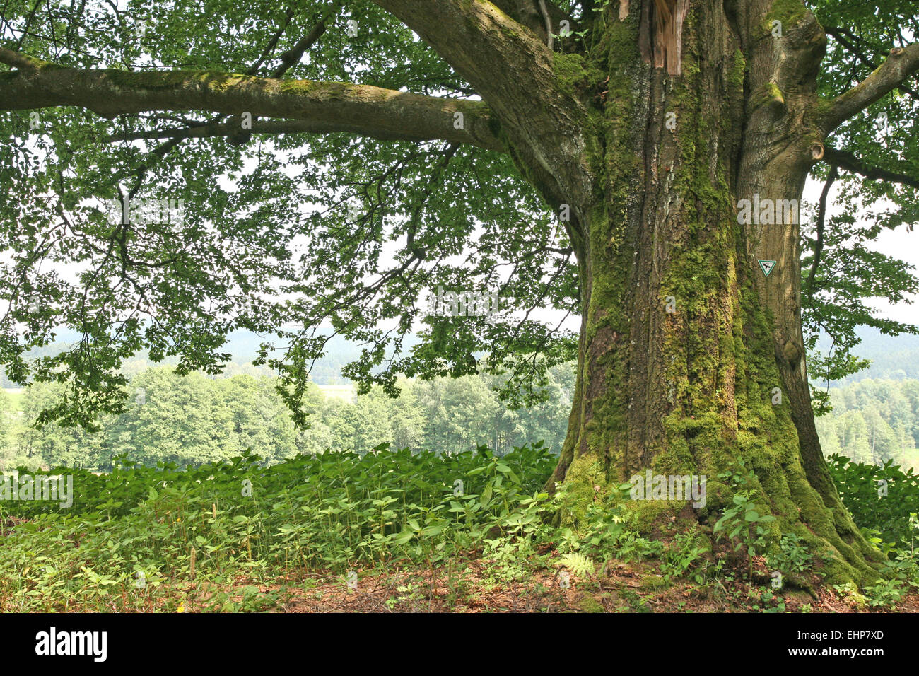 Imposant tree hi-res stock photography and images - Alamy