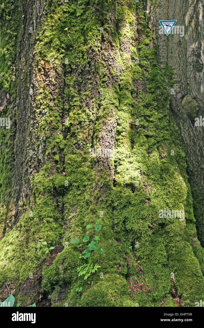 Maechtif hi-res stock photography and images - Alamy