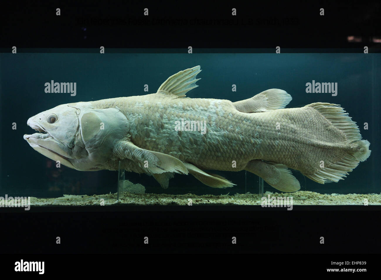 Prehistoric fish hi-res stock photography and images - Alamy