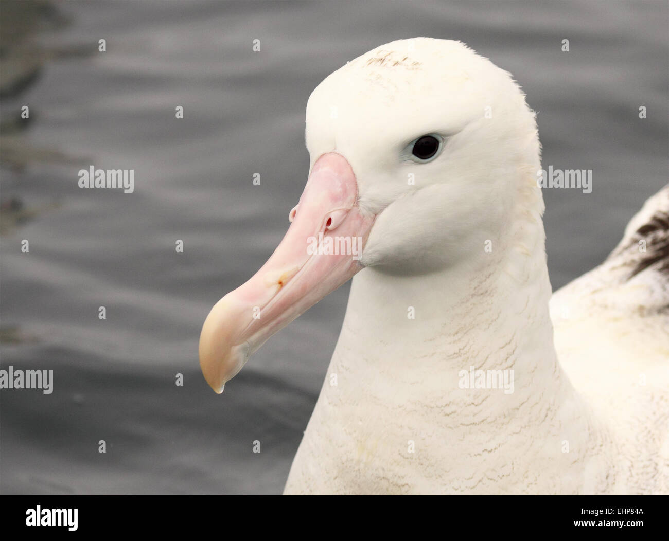 A portrait of a Wandering Albatross and its beak Stock Photo - Alamy