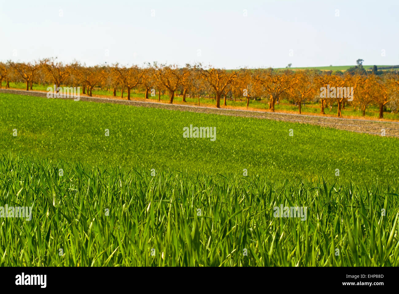Apulia holidays hi-res stock photography and images - Alamy