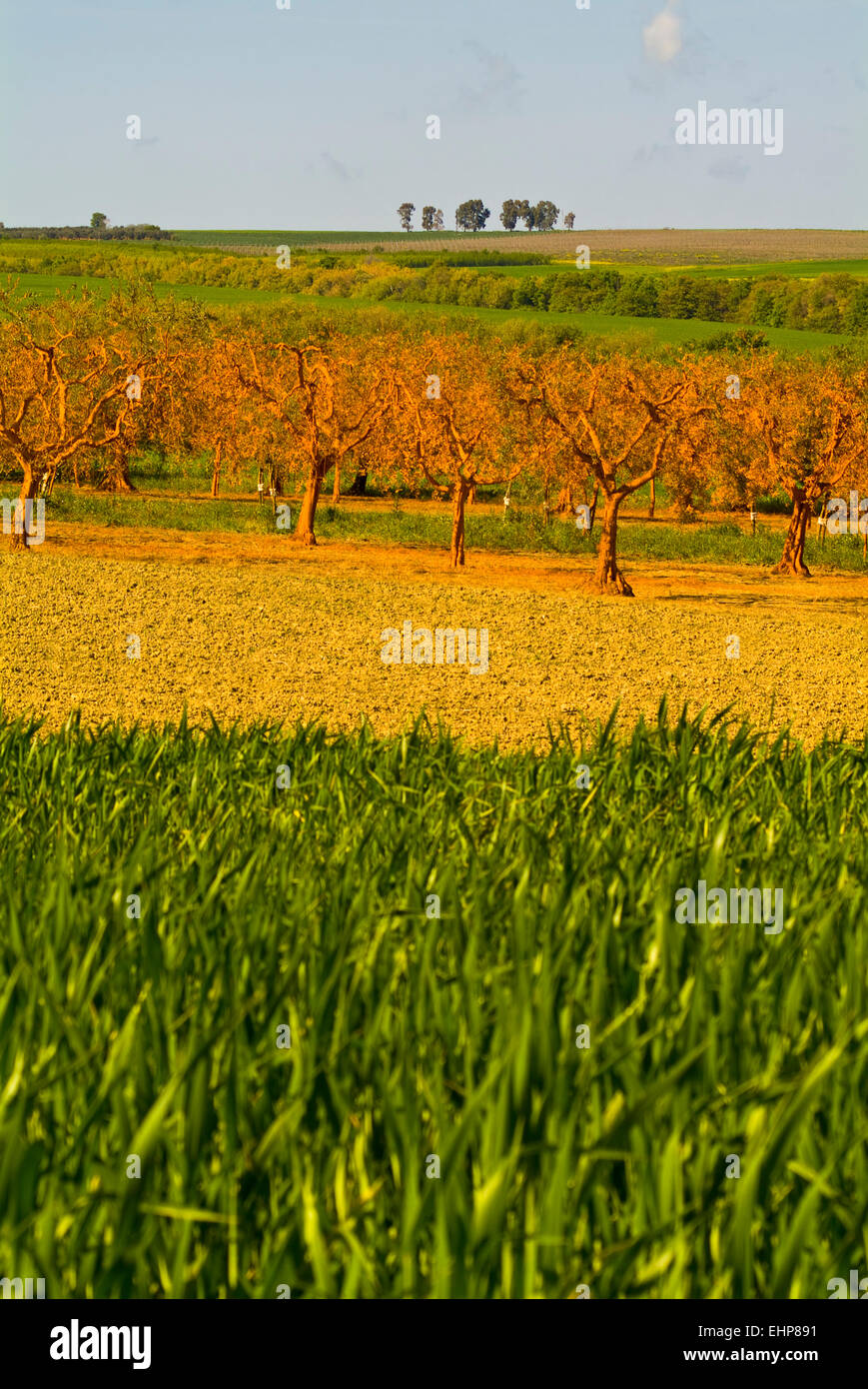 Olive grove, Apulia, Italy Stock Photo - Alamy
