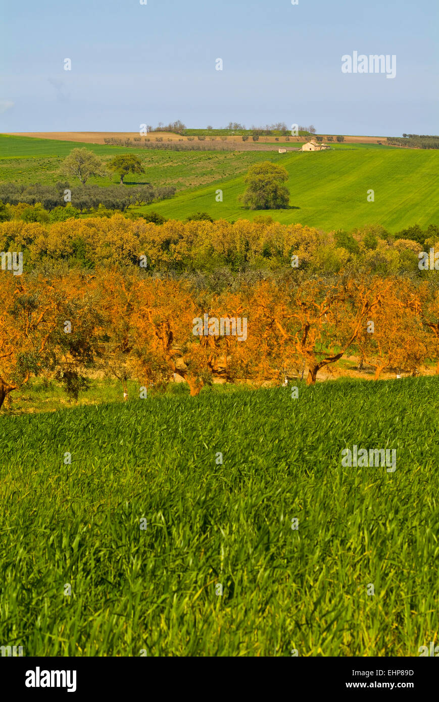Olive grove, Apulia, Italy Stock Photo - Alamy