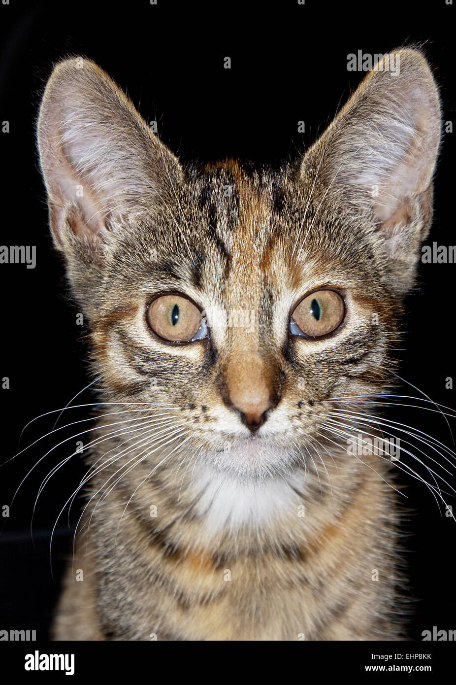 Tierwelt alt hi-res stock photography and images - Alamy