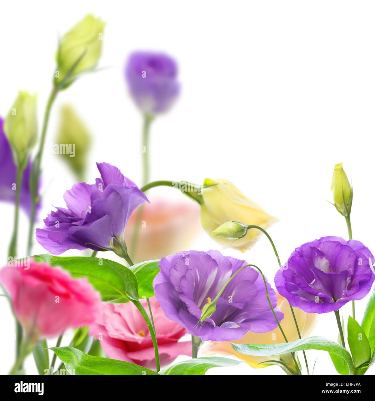 Eustoma green hi-res stock photography and images - Alamy