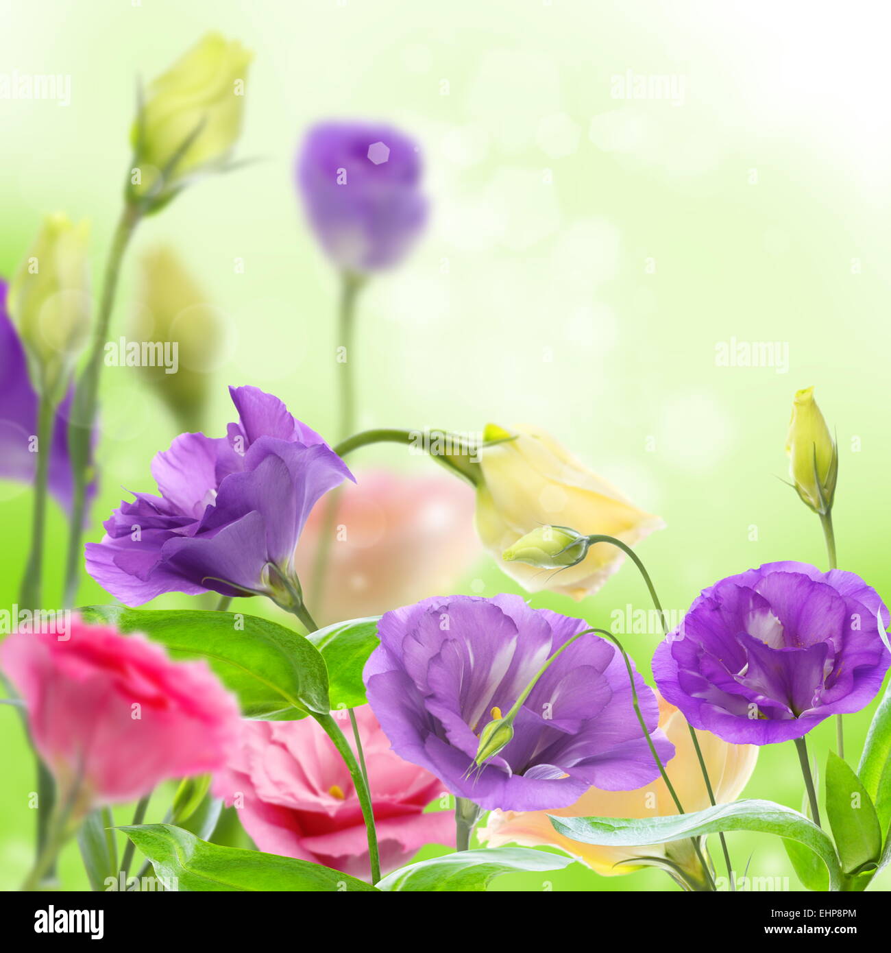 Eustoma flowers hi-res stock photography and images - Alamy