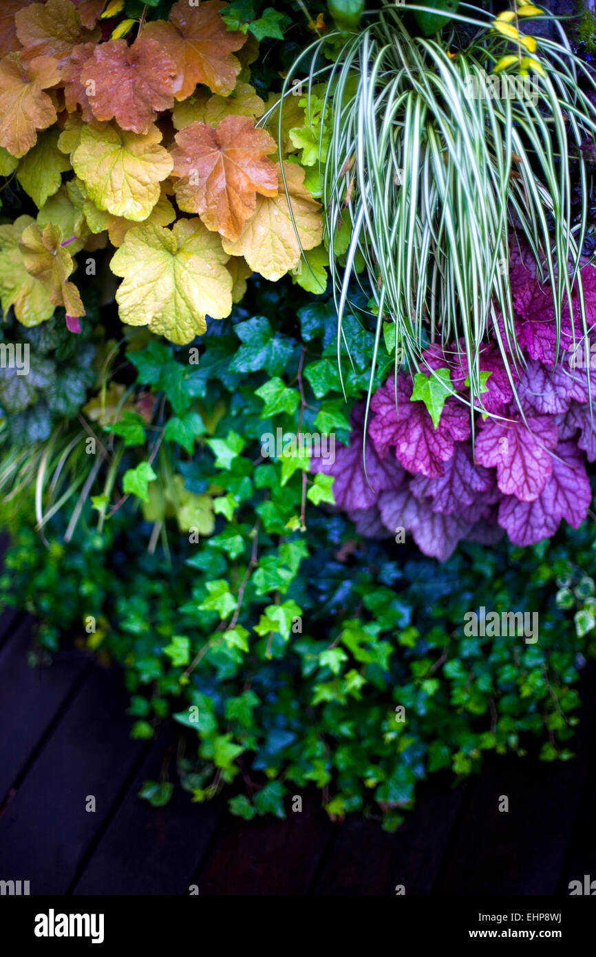 Plants on a vertical garden in Spring Stock Photo - Alamy