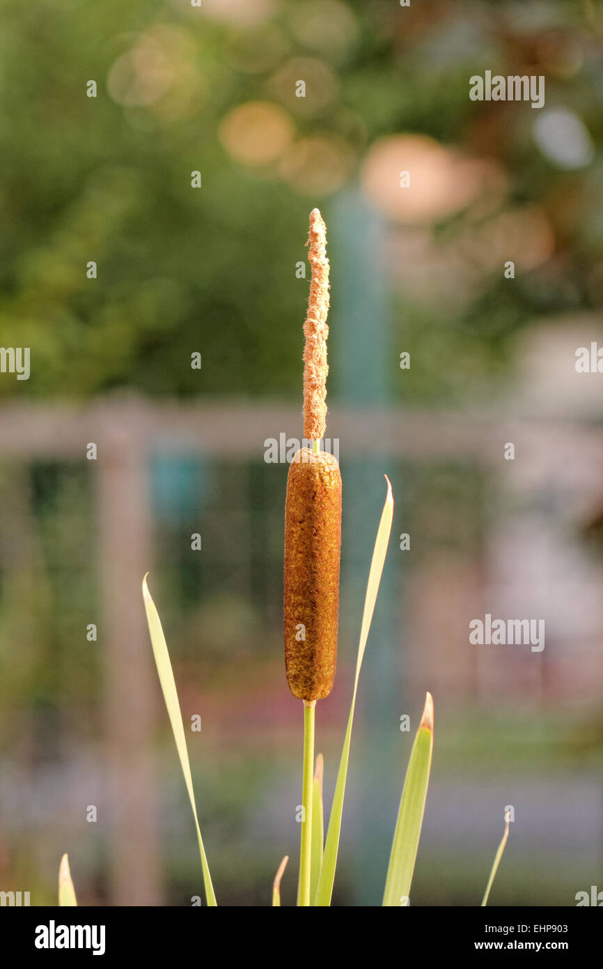 Typha latifolia hi-res stock photography and images - Alamy
