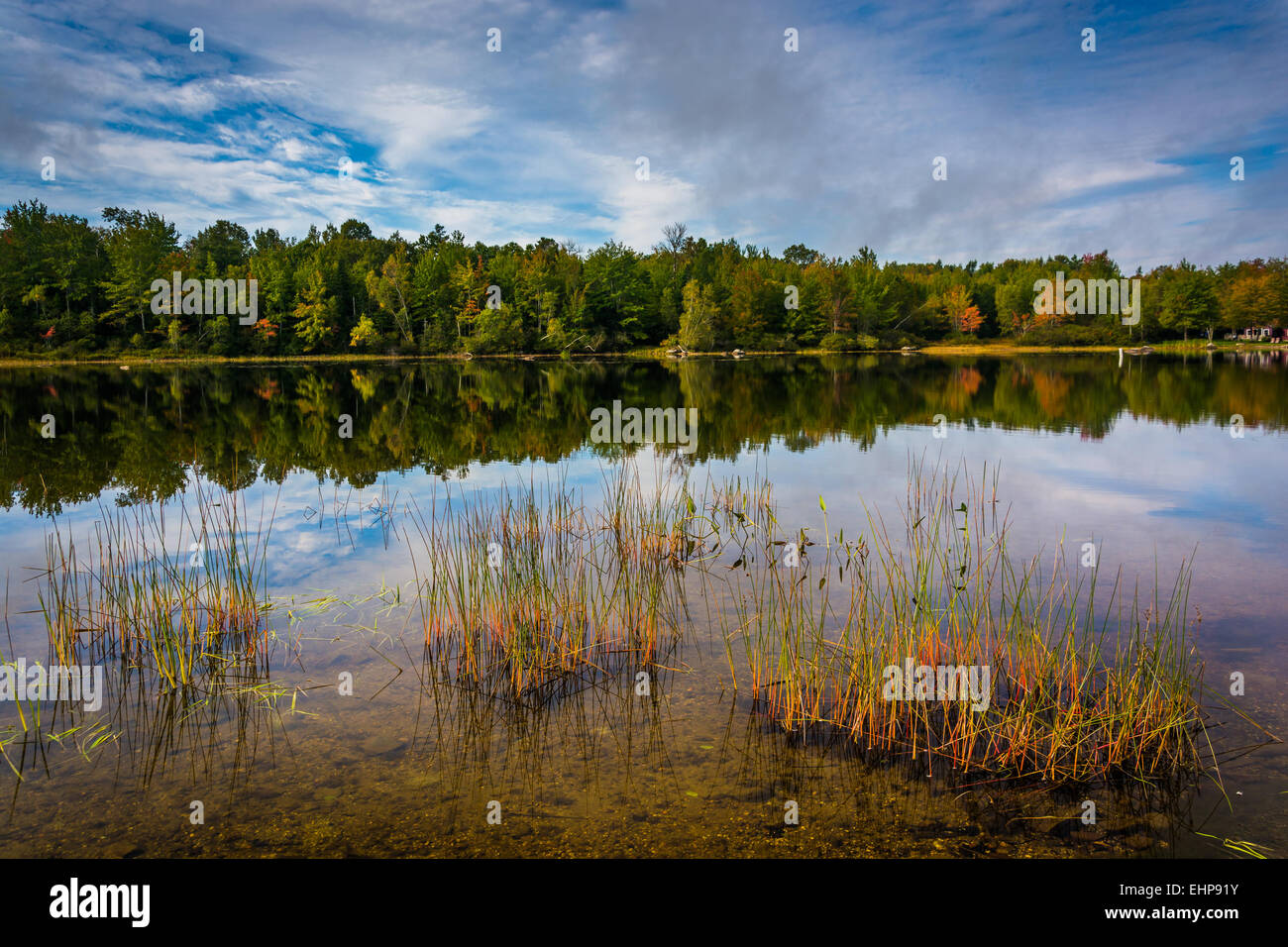 Early autumn reflections and grasses in Toddy Pond, near Orland, Maine ...
