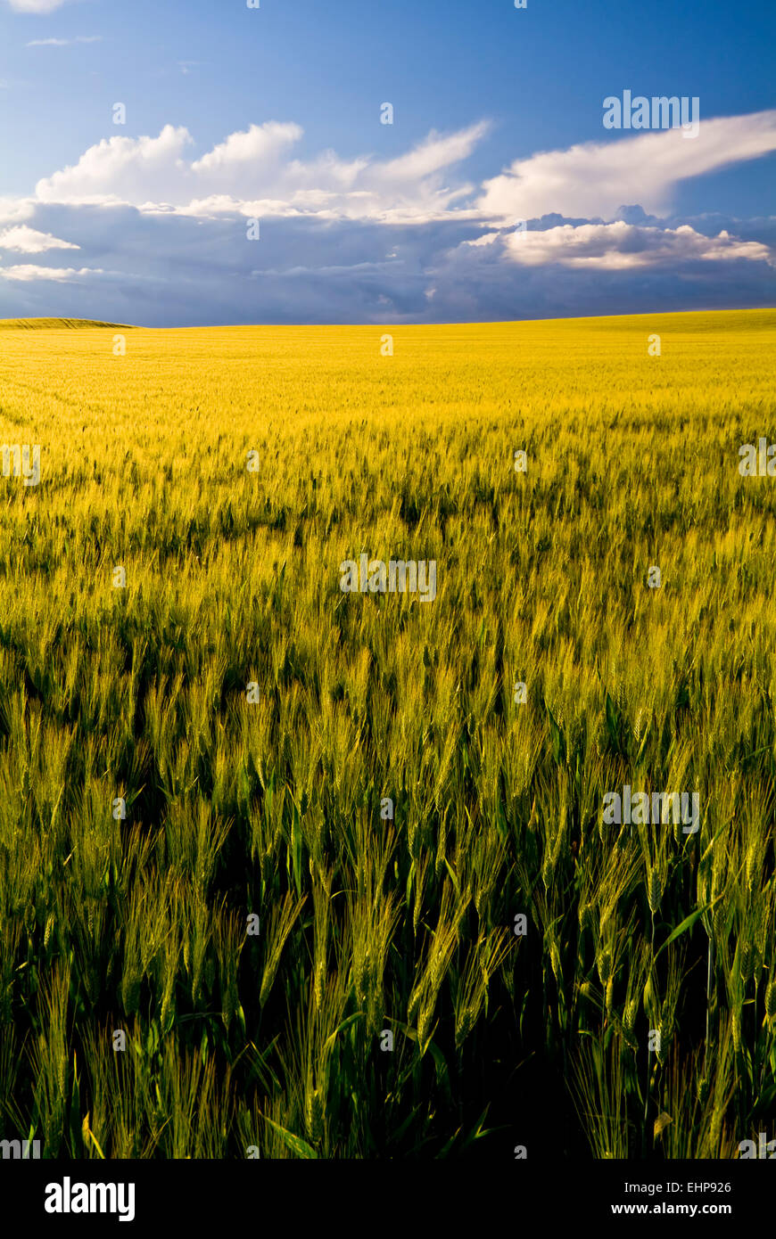 Wheat field italy hi-res stock photography and images - Alamy