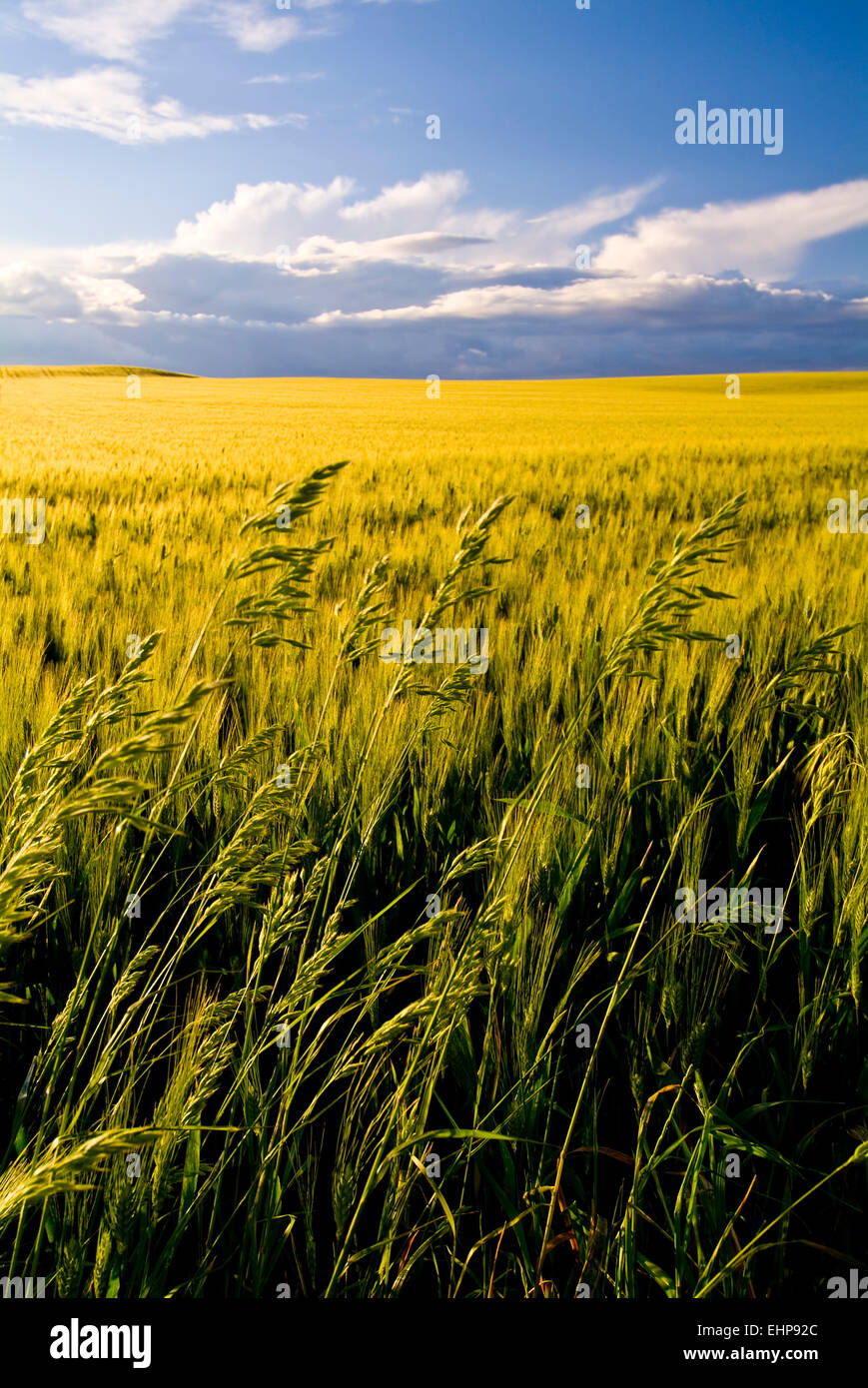 Tavoliere, Apulia, Italy, wheat fields Stock Photo - Alamy