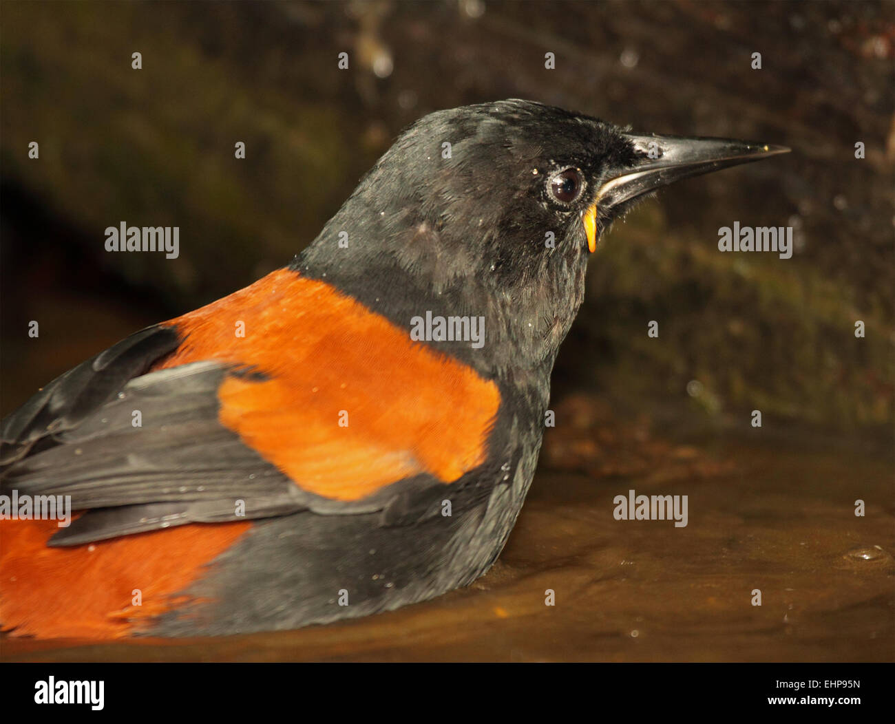 Saddleback bird new zealand hi-res stock photography and images - Alamy