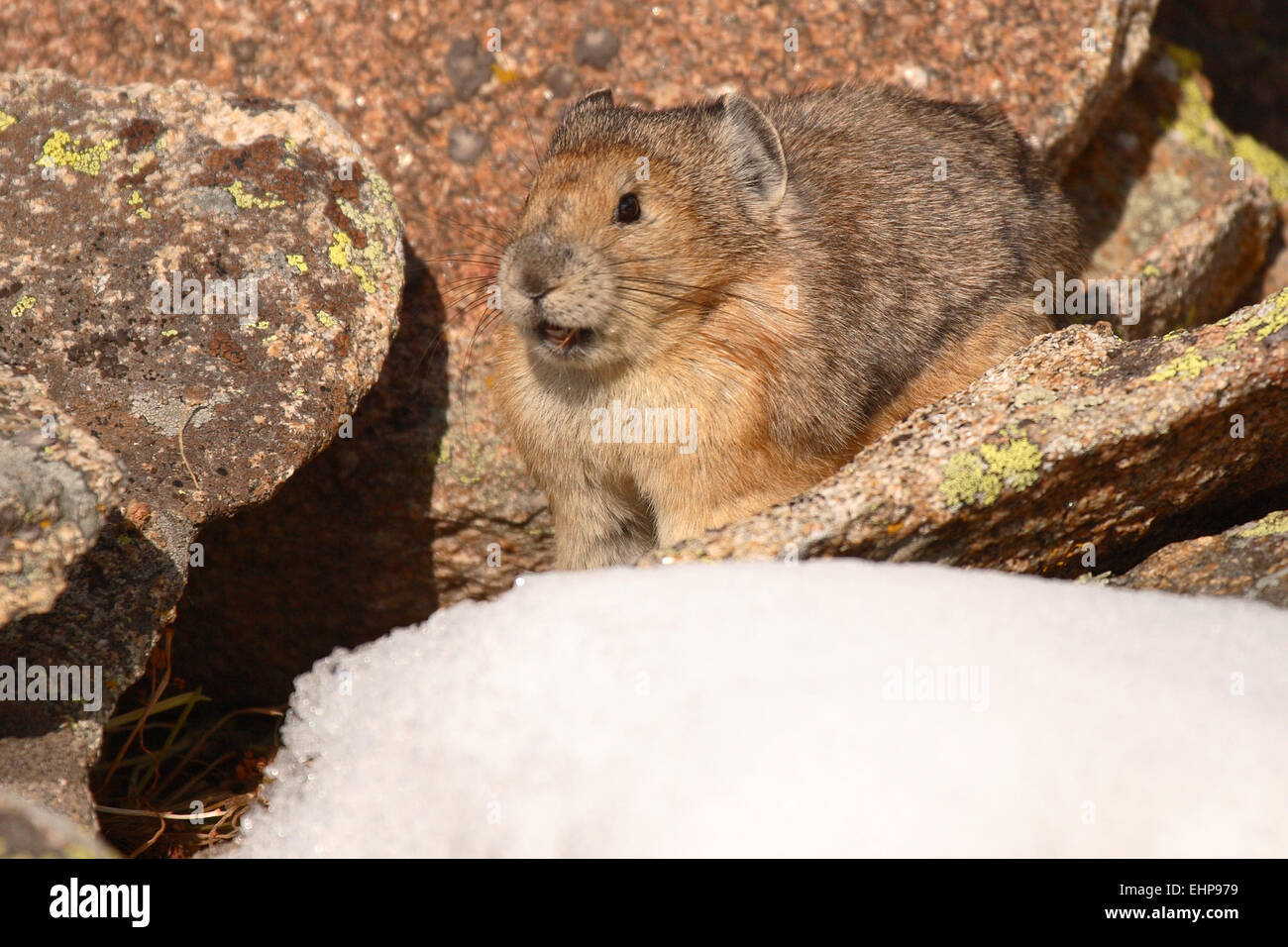 An American pika chewing on a piece of grass Stock Photo - Alamy