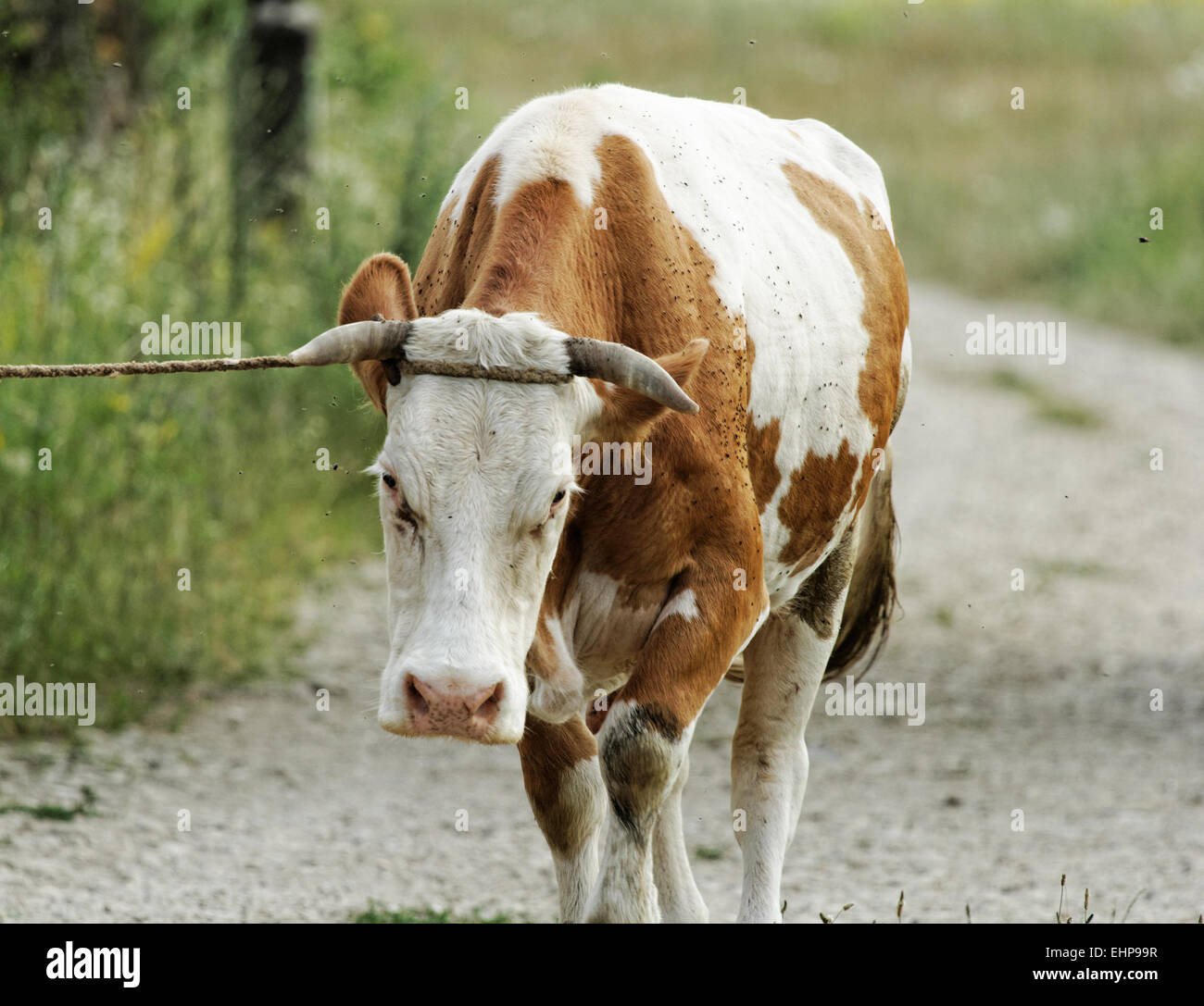 Motley cow hi-res stock photography and images - Alamy