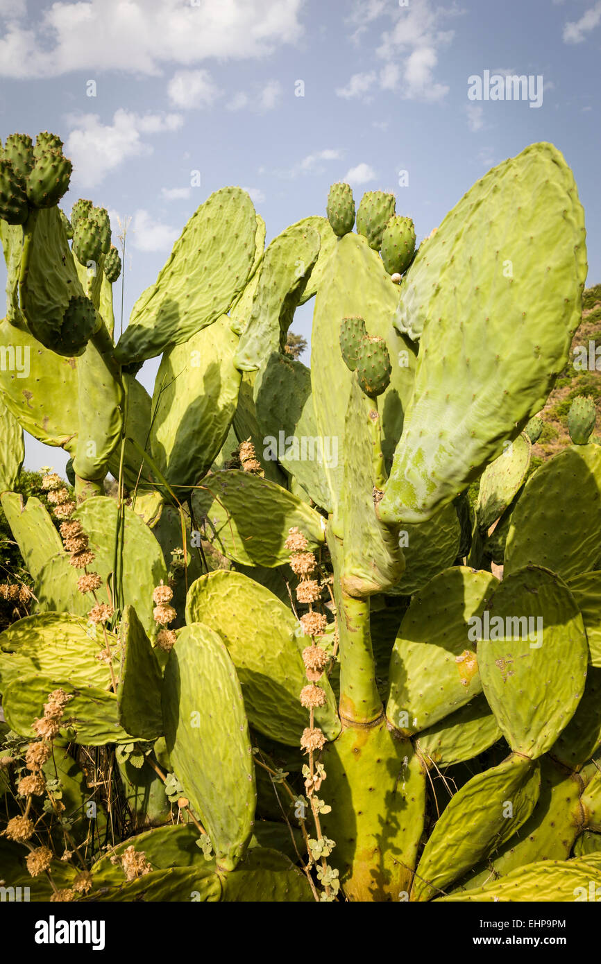 Prickly pear cactus (Opuntia sp) in Andalucia, Spain Stock Photo - Alamy