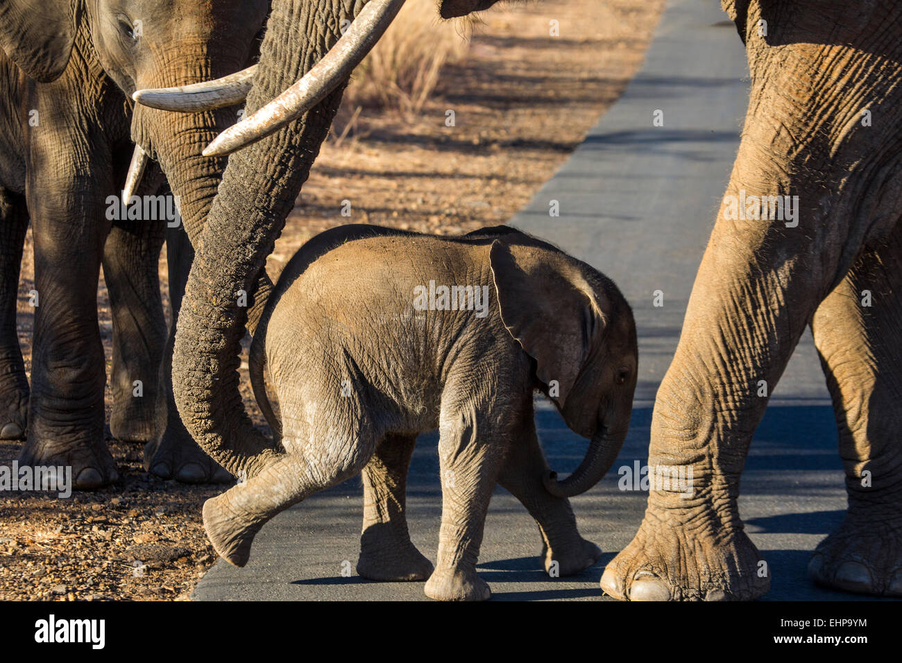 Baby elephant nursing hi-res stock photography and images - Alamy