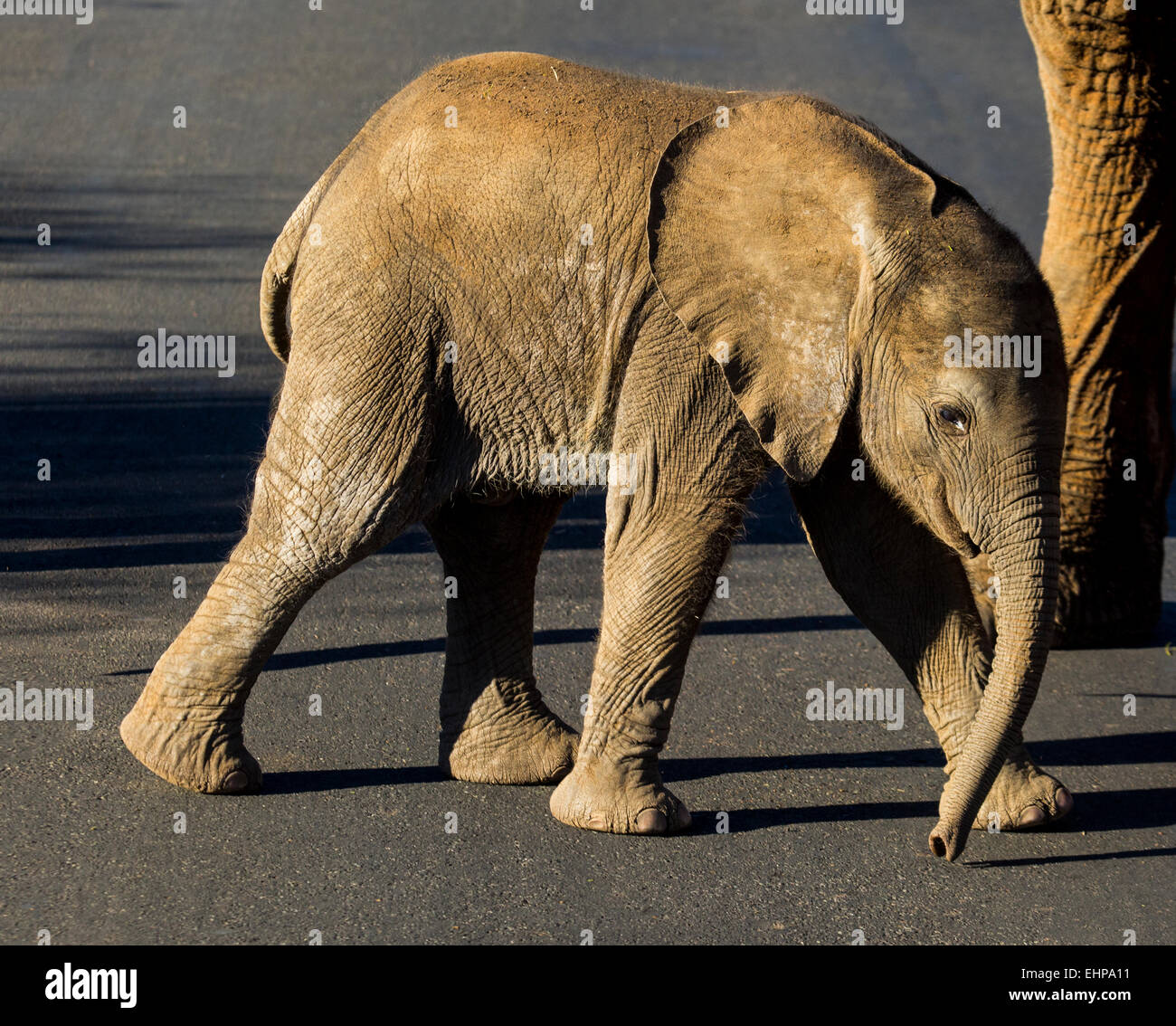 Profile of a baby elephant hi-res stock photography and images - Alamy
