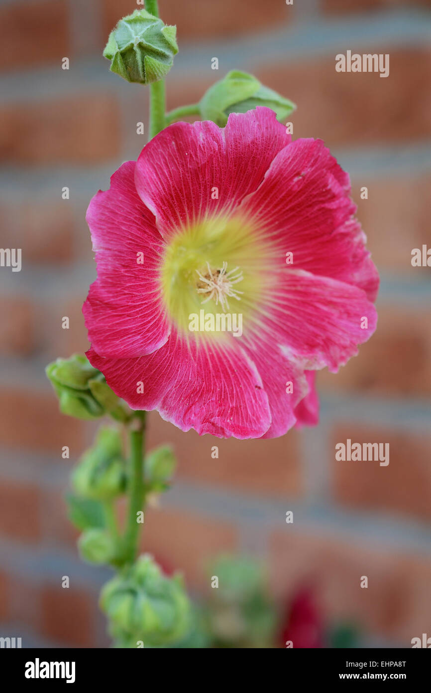 Bauernrose hi-res stock photography and images - Alamy