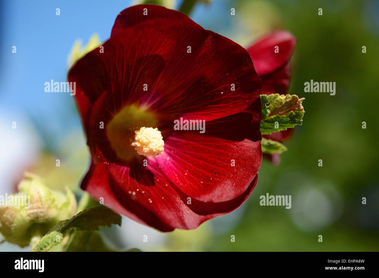 Bauernrose hi-res stock photography and images - Alamy