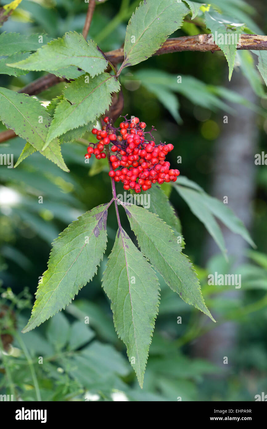 Elderberry hedge hi-res stock photography and images - Alamy
