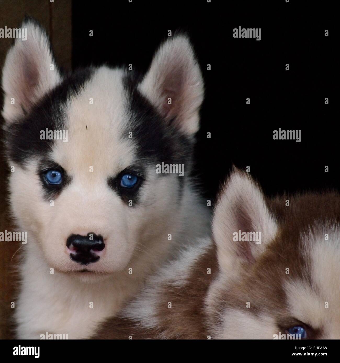 curious husky puppies Stock Photo - Alamy