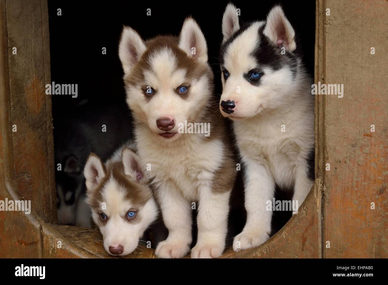 curious husky puppies Stock Photo - Alamy